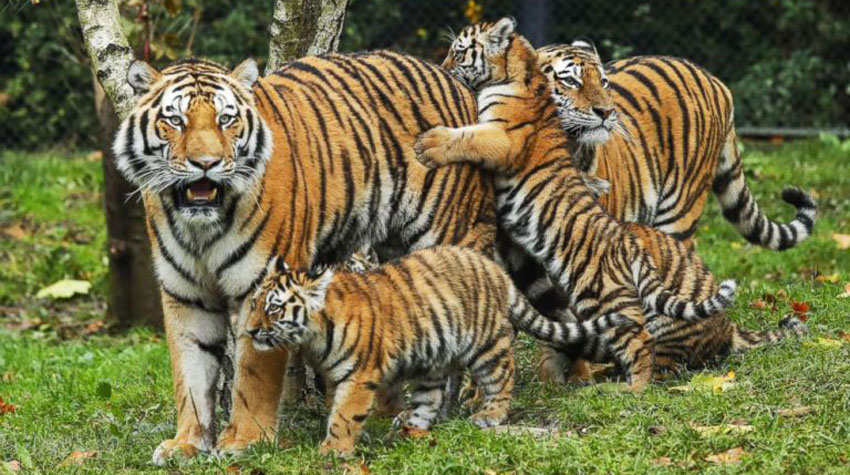 नेपालमा बढे बाघ « रिपोर्टर्स नेपाल